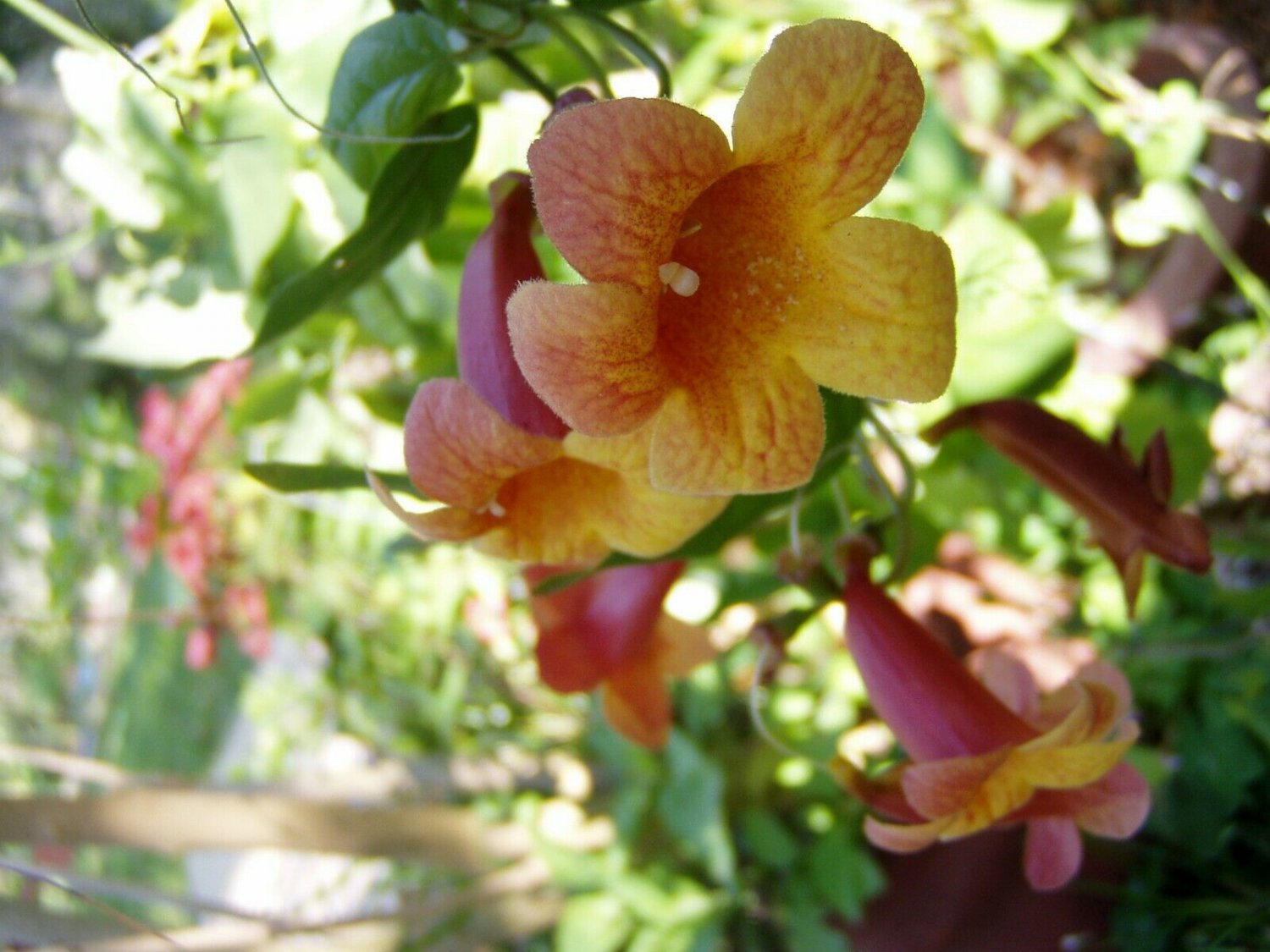 1 Pint Plant - Bignonia capreolata or Tangerine Beauty Crossvine #YREG19