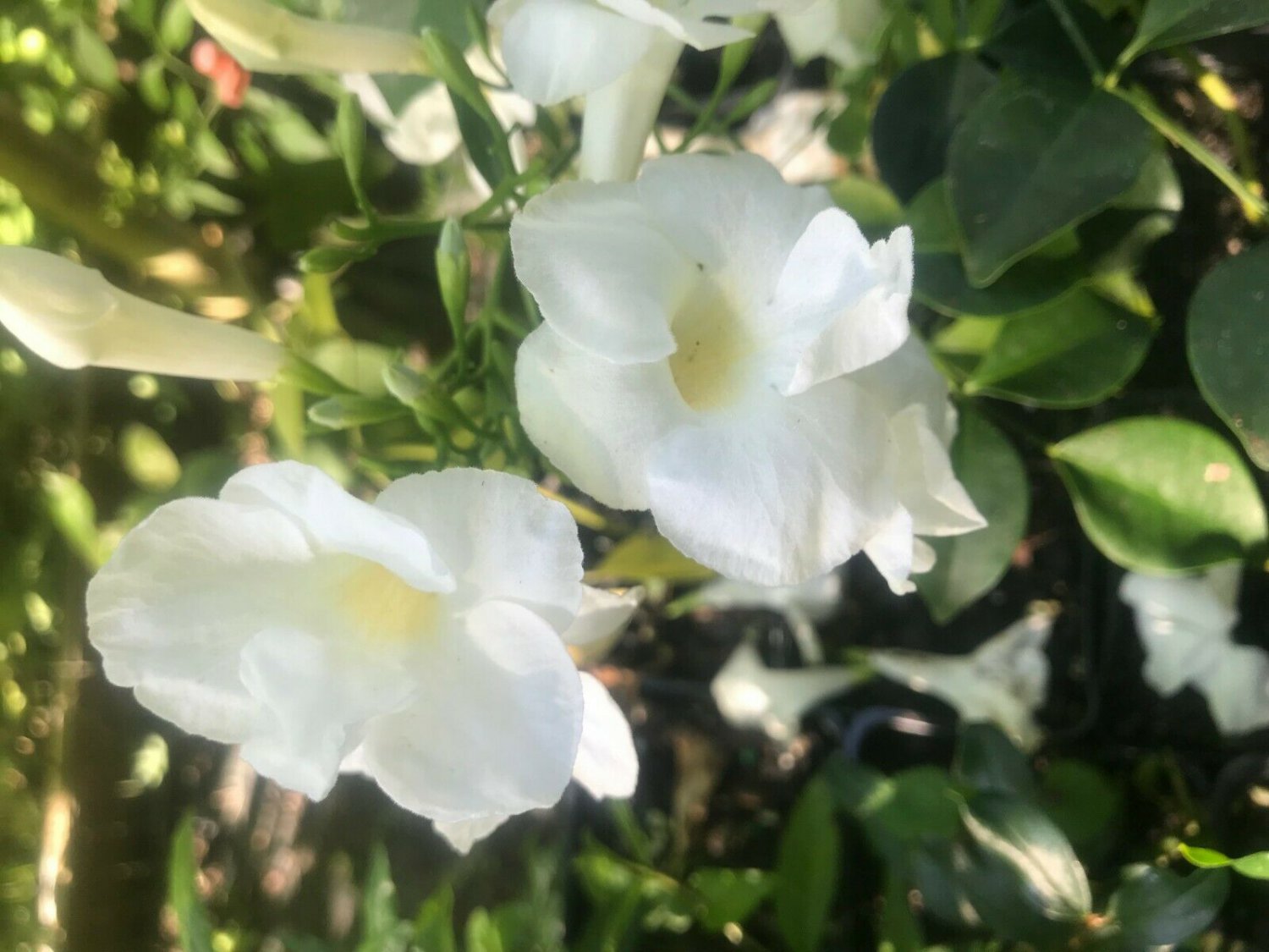 1 Live Plant - Lady Di Pandorea jasminoides White Bower Vine - Quart ...