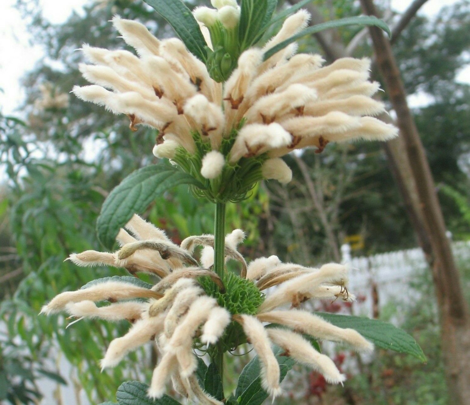 1 Quart Plant - Leonotis leonurus Alba White Lionstail #YREG19