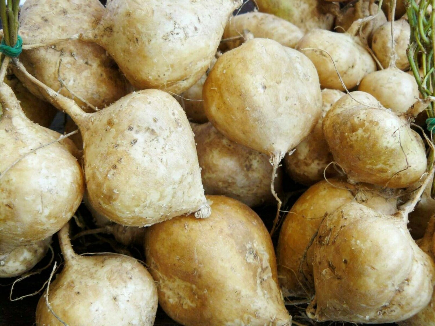 Vegetable Mexican Yam Bean Root Potato Seeds, 15 Jicama Seeds
