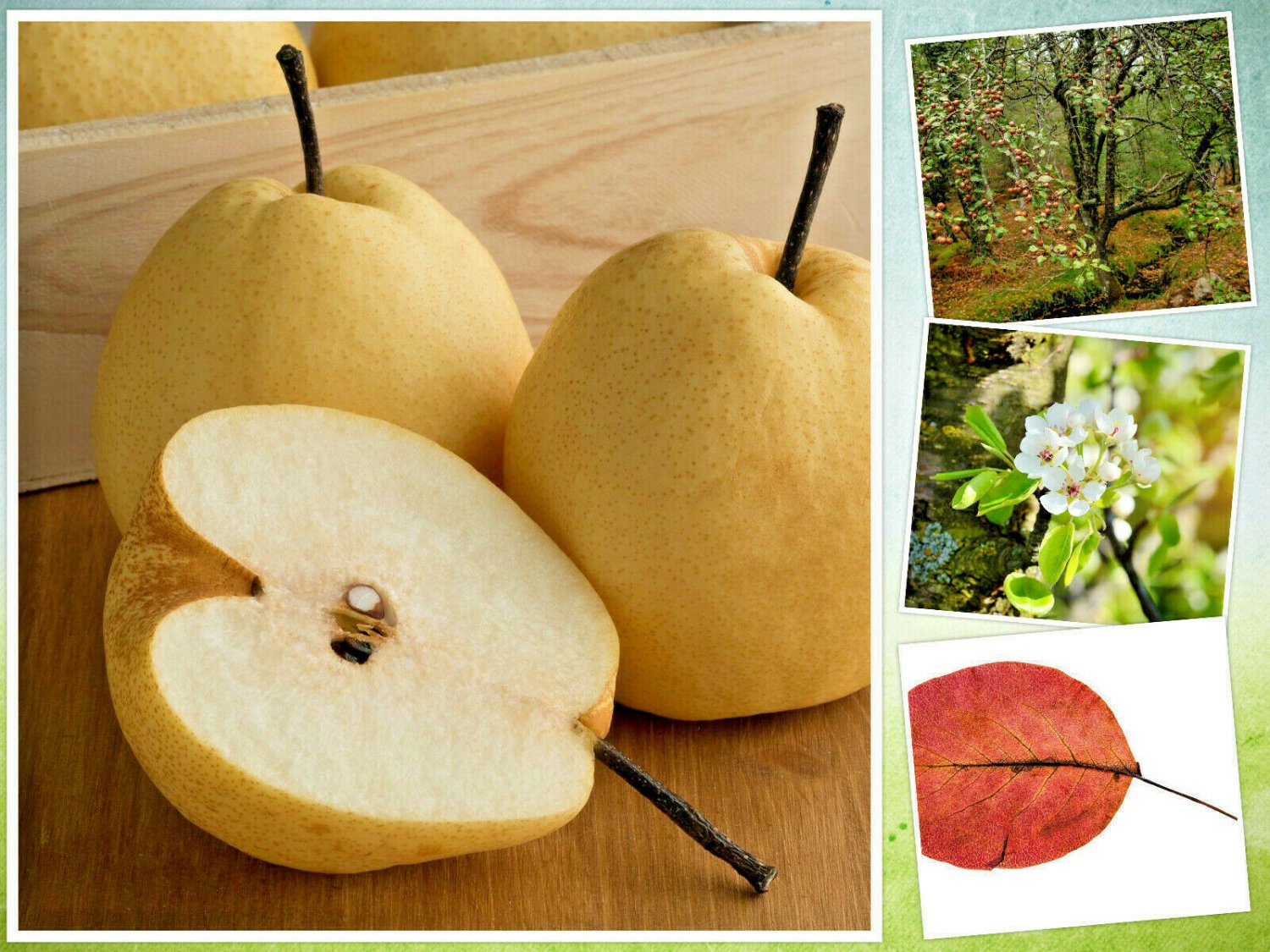 Pear Fruit Tree Seeds - Dusky Pear - Sweet Edible, 10 Seeds