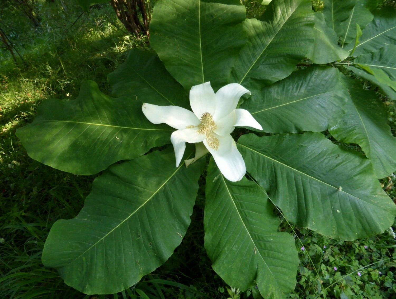 10 Seeds Bigleaf Magnolia Macrophylla