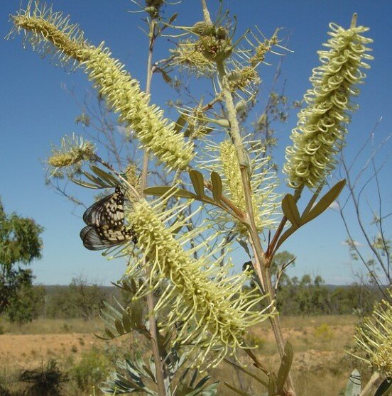 10x Seeds Grevillea tree Grevillea sessilis Seeds Home Grown Garden Seeds