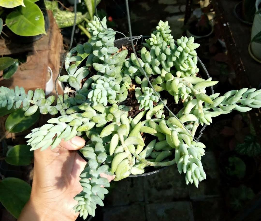 Live Plant Burros Tail Sedum Morganianum Donkey Tail Plant Home Grown ...