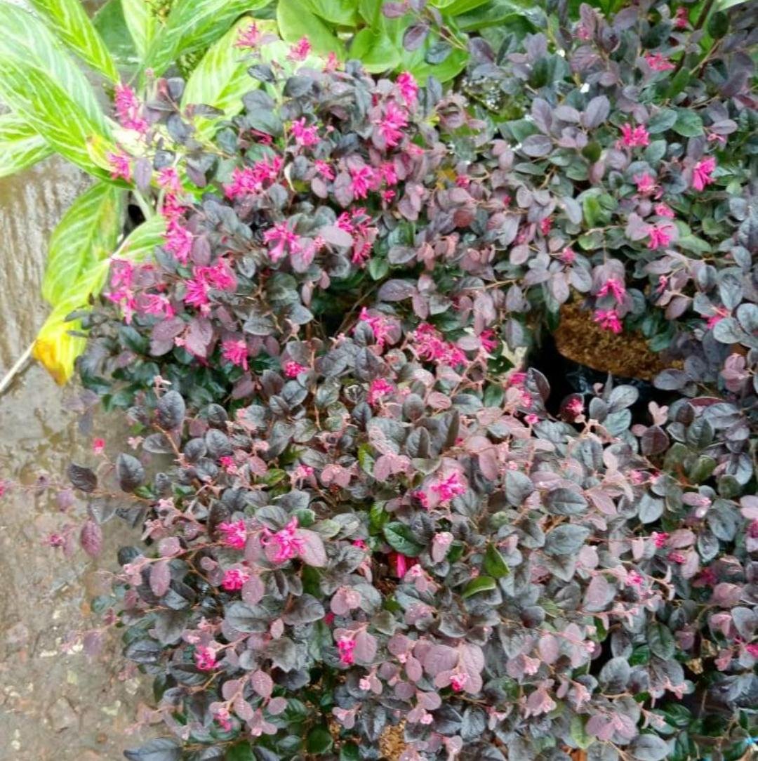 Live Plant Loropetalum Ruby Plant Home Grown Garden Plant EMER
