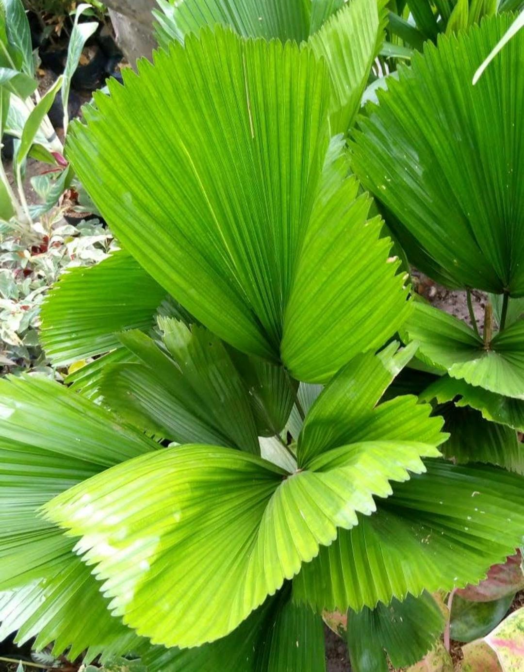 Live Plant Licuala grandis Palm Tree Plant Home Grown Garden Plant EMER