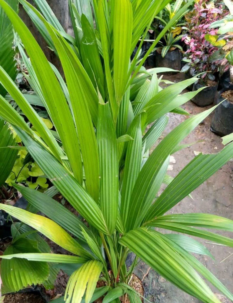 10 Seeds Plant Red Palm Tree seedsPlant Home Grown Garden Plant EMER
