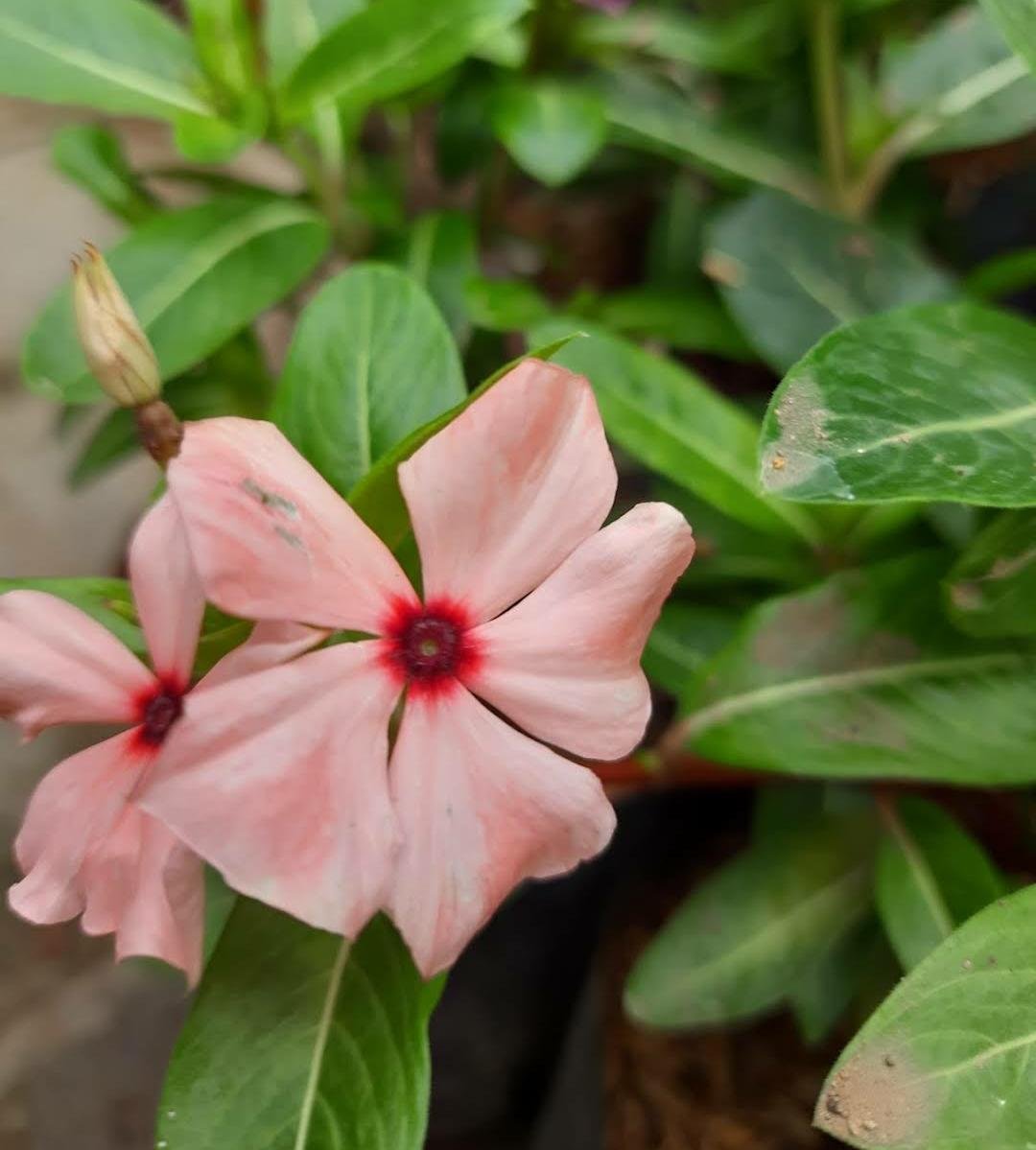 40 Seeds Plant Vinca Peach Periwinkle Plant Home Grown Garden Plant EMER