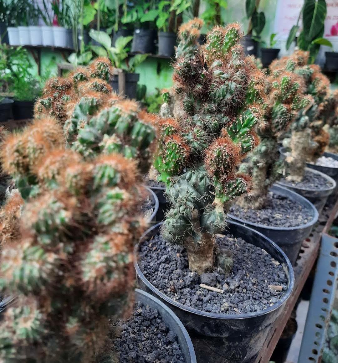 Live Plant Vinca Crested Blue Myrtle Cactus Plant Home Grown Garden ...