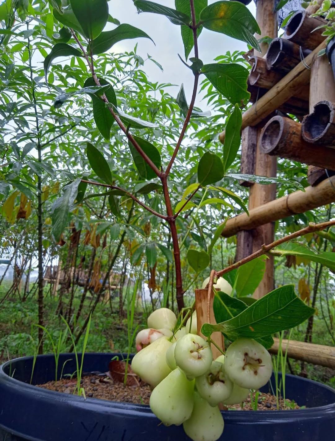 Live Plant White Wax apple / Jambu (Syzygium jambos) Fruit garden Plant ...