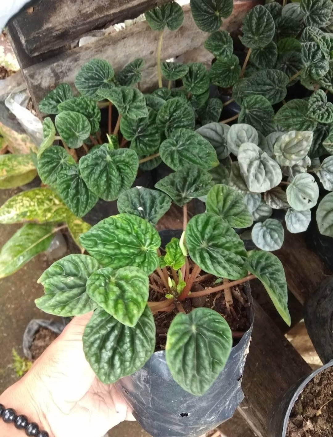 Live Plant Peperomia Emerald Ripple Dark Green Beautiful Flower Plant ...