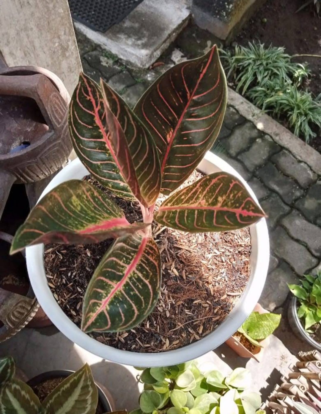 Live Plant Specialty Aglaonema Pride of Sumatra Beautiful Flower Plant ...