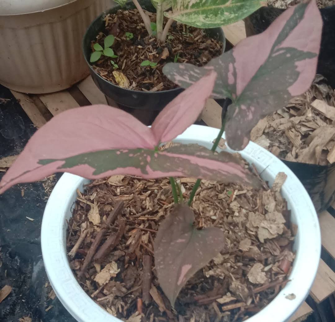 Live Plant Rare Syngonium Pink Splash Home Beautiful Flower Plant ...