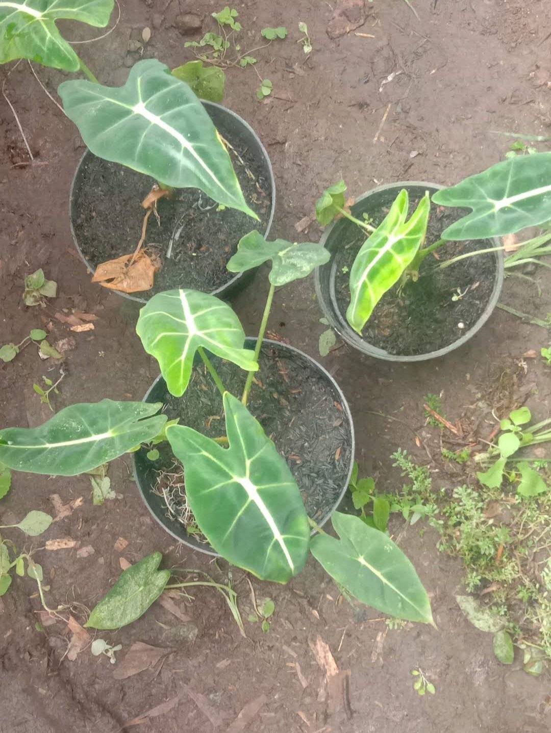 Live Plant Rare Alocasia Frydek Home Beautiful Flower Plant FREESHIPPING