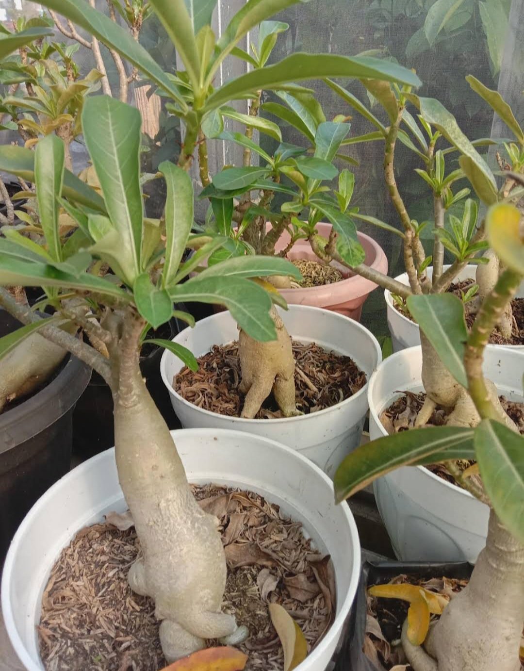 Live Plant Rare Adenium Obesum Plant Beautiful Flower Plant FREESHIPPING
