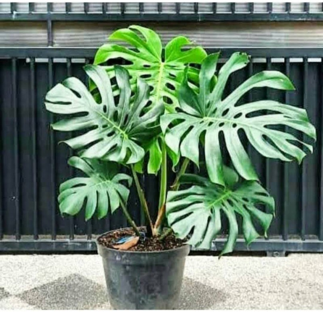 Large Monstera Deliciosa Flower Plant rare Home Plant Plant FREESHIPPING
