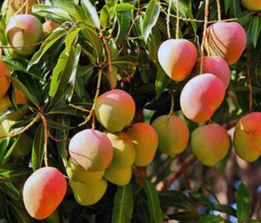 Ice Cream Mango Tree Live Fruit Tree Plant rare Home Plant Plant ...