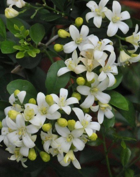 Orange Jasmine Murraya paniculata Tree Plant rare Home Plant Plant ...