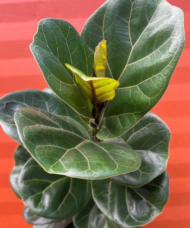 FICUS LYRATA Large Leaf Fig Flower Live Garden Plant rare Home Plant ...