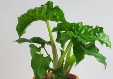 Alocasia Low Rider Plant Live Garden Plant rare Home Plant FREESHIPPING