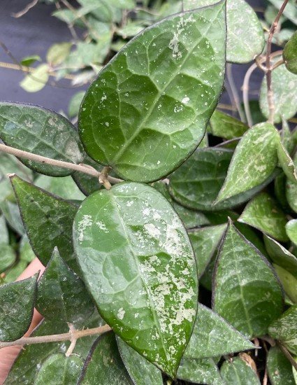 Hoya Verticillata Black Margin Plant Live Garden Plant rare Home Plant ...