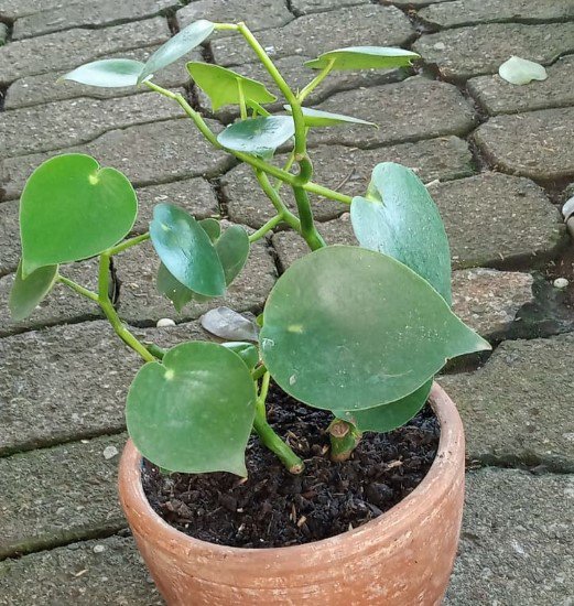 Peperomia Raindrop Flower Rare Plant Live Garden Plant rare Home Plant ...