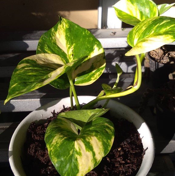 Golden Pothos (Epipremnum Aureum) Flower Rare Plant Live Garden Plant ...