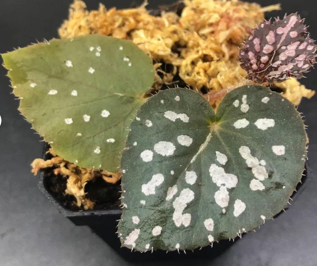 Begonia Rex Betsy RARE Plant Flower Rare Plant Live Home Plant FREESHIPPING