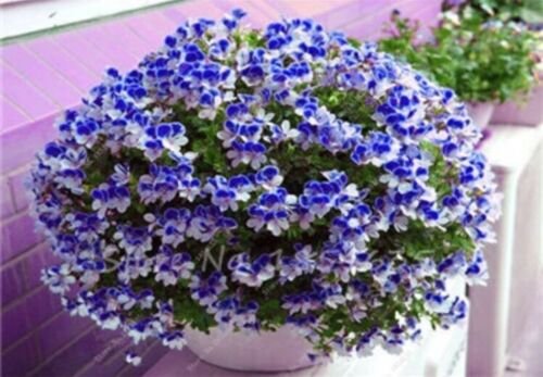 Mini Indoor Bonsai 50 seeds Univalve Geranium