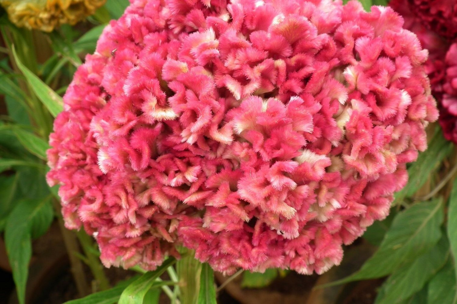 50 Pink Crested Cockscomb Seeds Argentea Ornemental