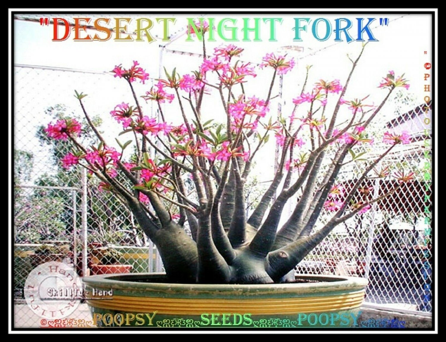 Desert Night Fork Plant Bonsai Adenium Arabicum Desert Rose 5 Seeds Per ...