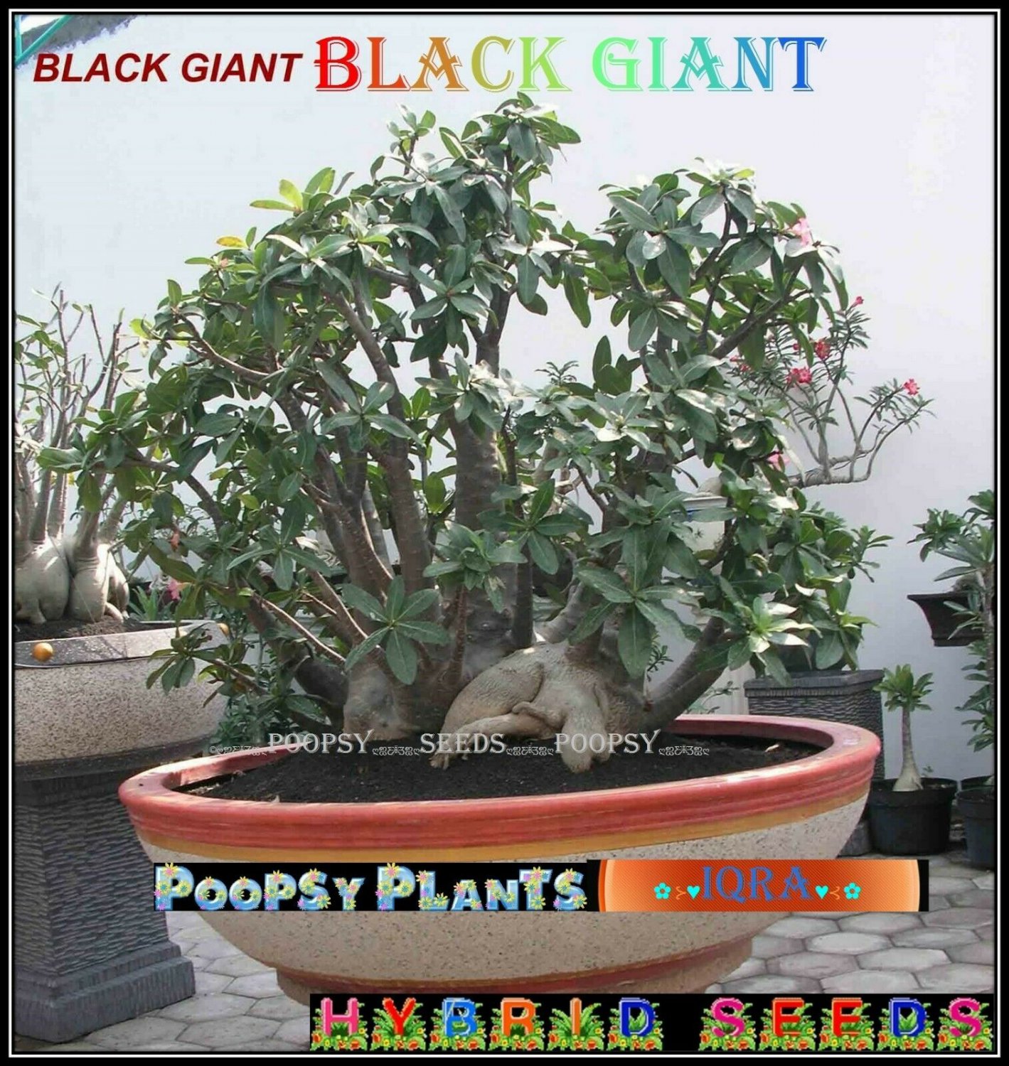Black Giant Plant Bonsai Adenium Arabicum Desert Rose 5 Seeds Per Pack