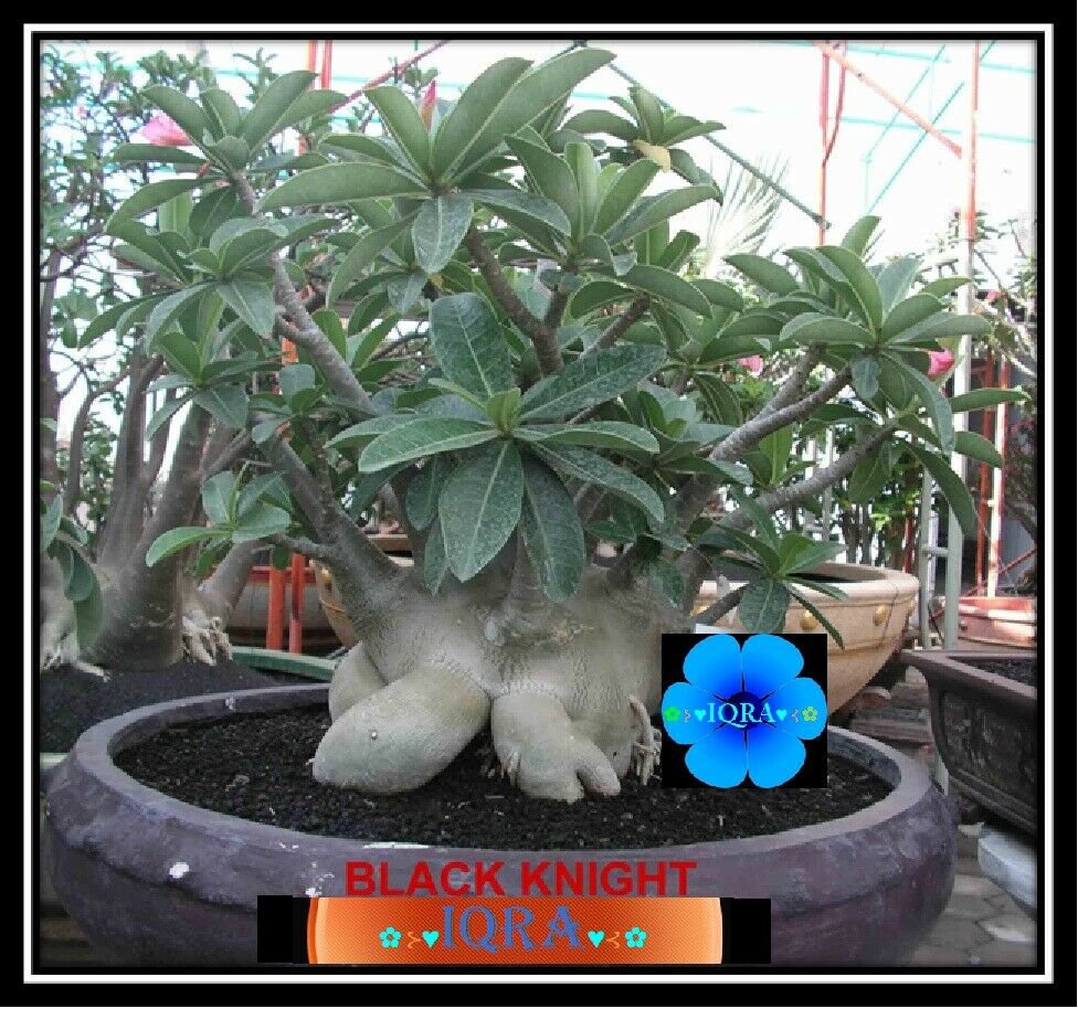 Black Knight Plant Bonsai Adenium Arabicum Desert Rose 5 Seeds Per Pack