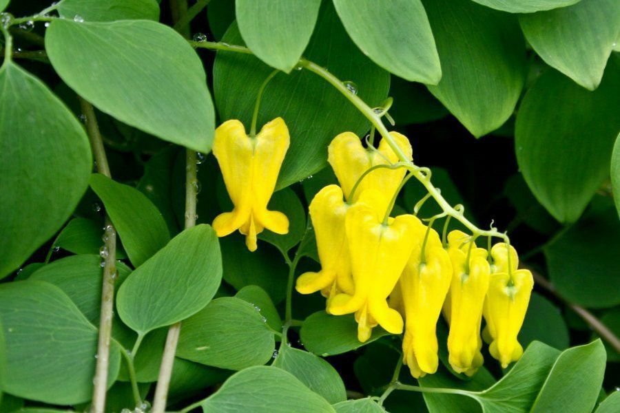 Dark Yellow Bleeding Heart 25 Seeds Spectabilis Shade Flower Garden