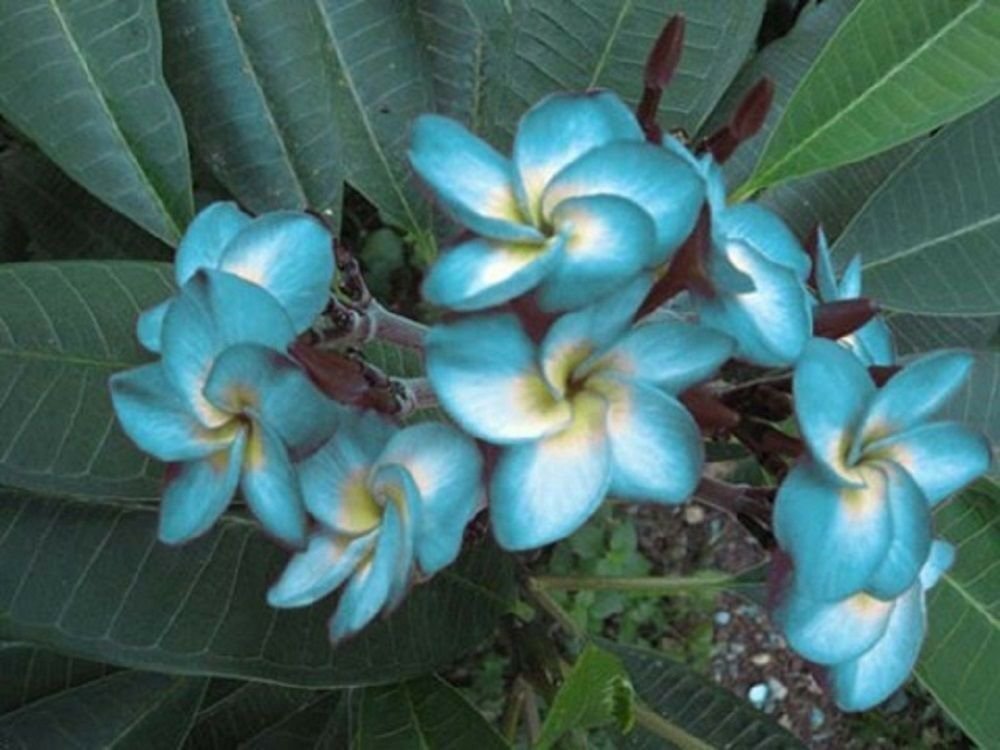 Blue White Plumeria Lei Hawaiian 5 seeds Perennial Bloom Flower