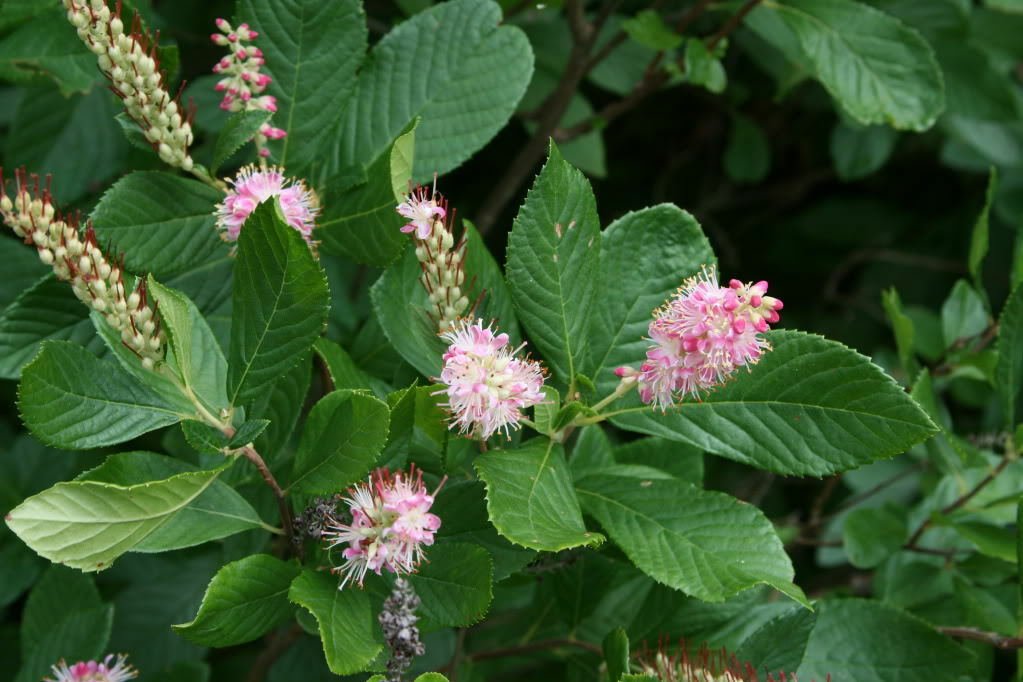 20 seeds Pink SUMMERSWEET BUSH Clethra Alnifolia Rosea Fragrant