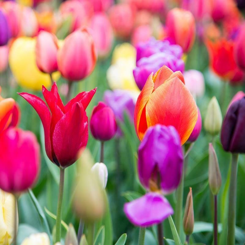5 bulbs Special Rainbow Mix Tulip Rich colors 11/+ cm, Lovely blooms