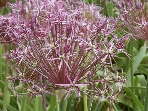 Deer resistant Allium Christophii 4 bulbs, Lovely blooms Limited Edition