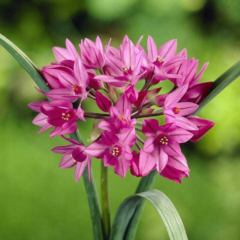 Deer resistant Allium Ostrowskianum 10 bulbs, Lovely blooms Limited Edition