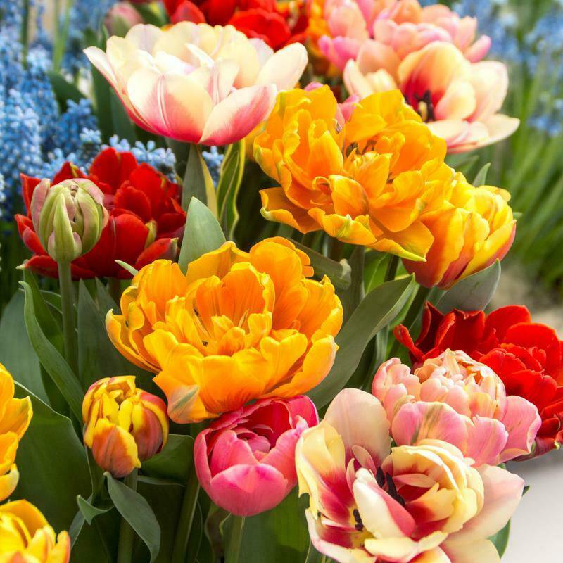 5 bulbs Double Mix Tulip True, Lovely blooms