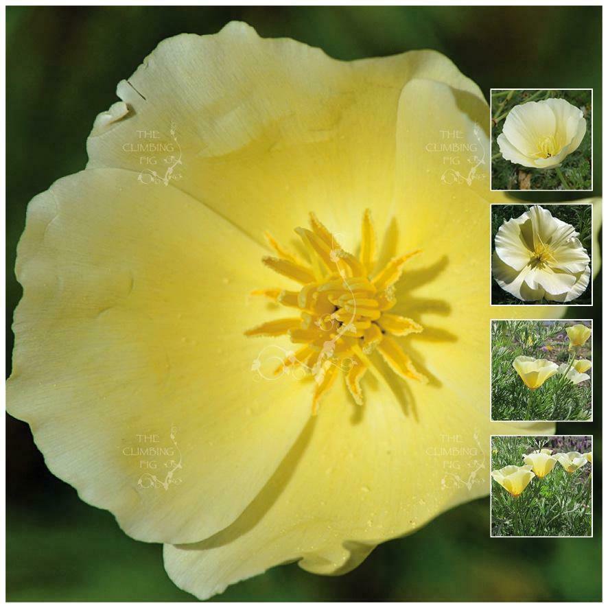 California POPPY Lemon Drops x100 Seeds