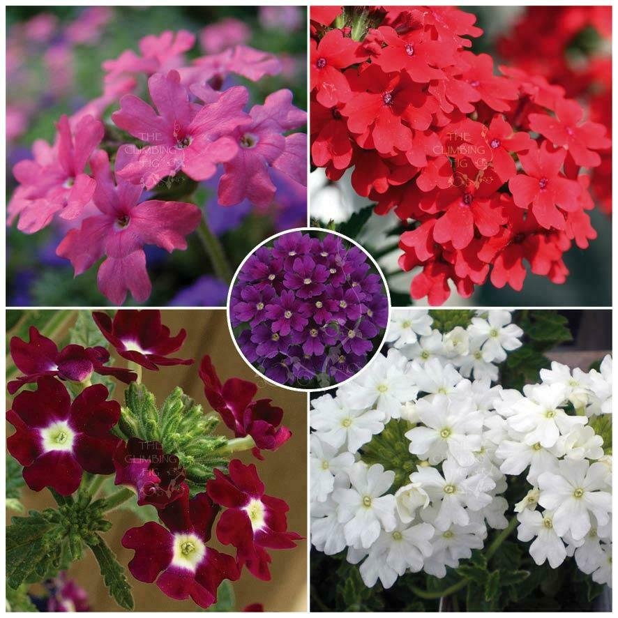 Verbena Hybrida Florista Spektra Mix color 30 Seeds