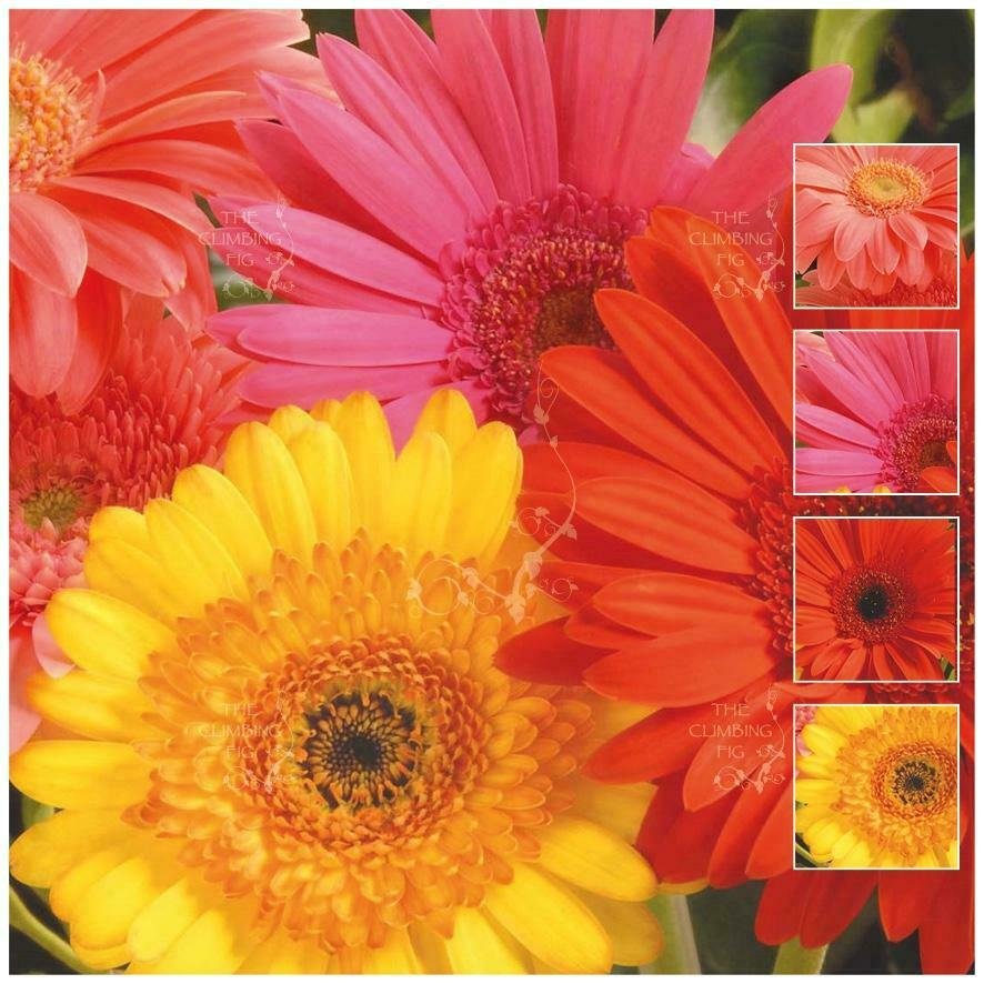 Mix Color 10 Seeds Gerbera Jamesonii Hybrid
