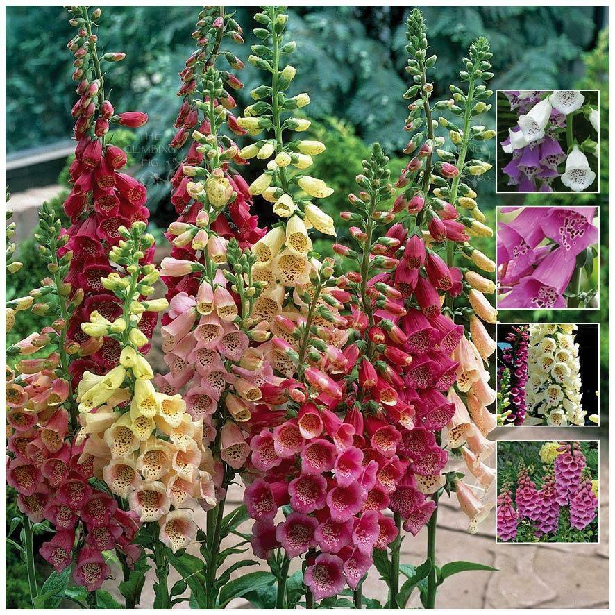 FOXGLOVE Foxy Alpha Mix 250 seeds Cut flower variety