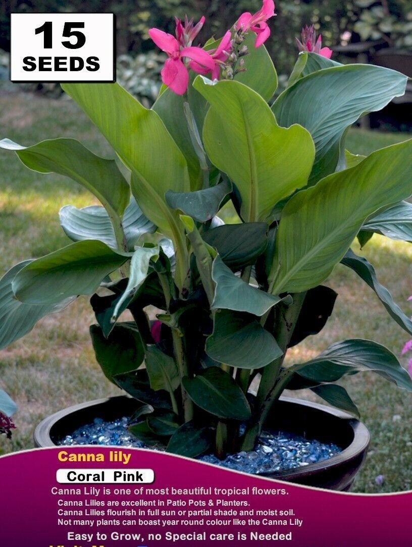 CANNA LILY SEEDS DWARF Coral PINK 15x SEEDS
