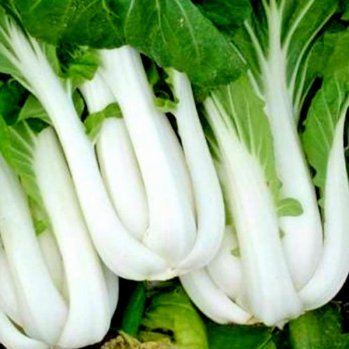 10 seeds vegetable Chinese Cabbage - Pak Choi - Canton White