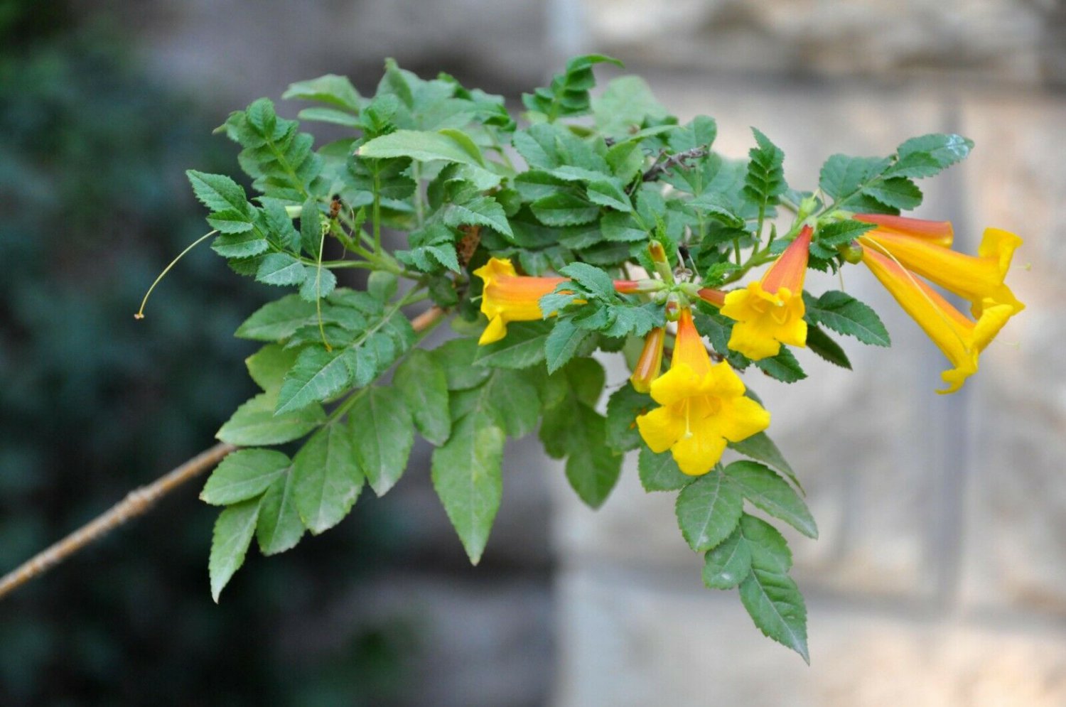 Campsis radicans Flava Yellow Trumpet Creeper 40 seeds USPS