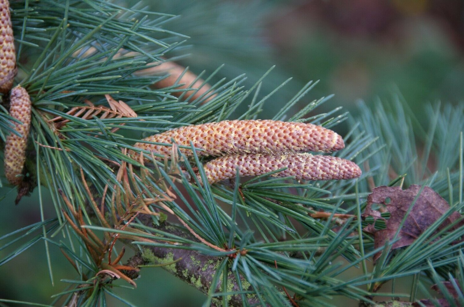Wild Plant Himalayan Cedar (Cedrus deodara) 20 seeds