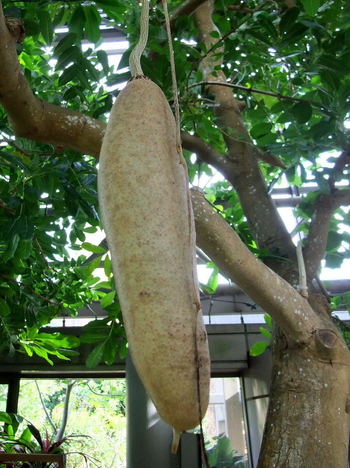 5 pcs SAUSAGE TREE Seeds Kigelia pinnata