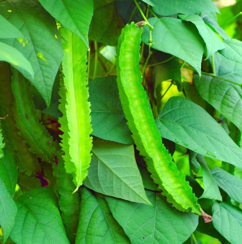 20 Wing Bean Seeds Easy to Grow Exotic Asian Winged Bean